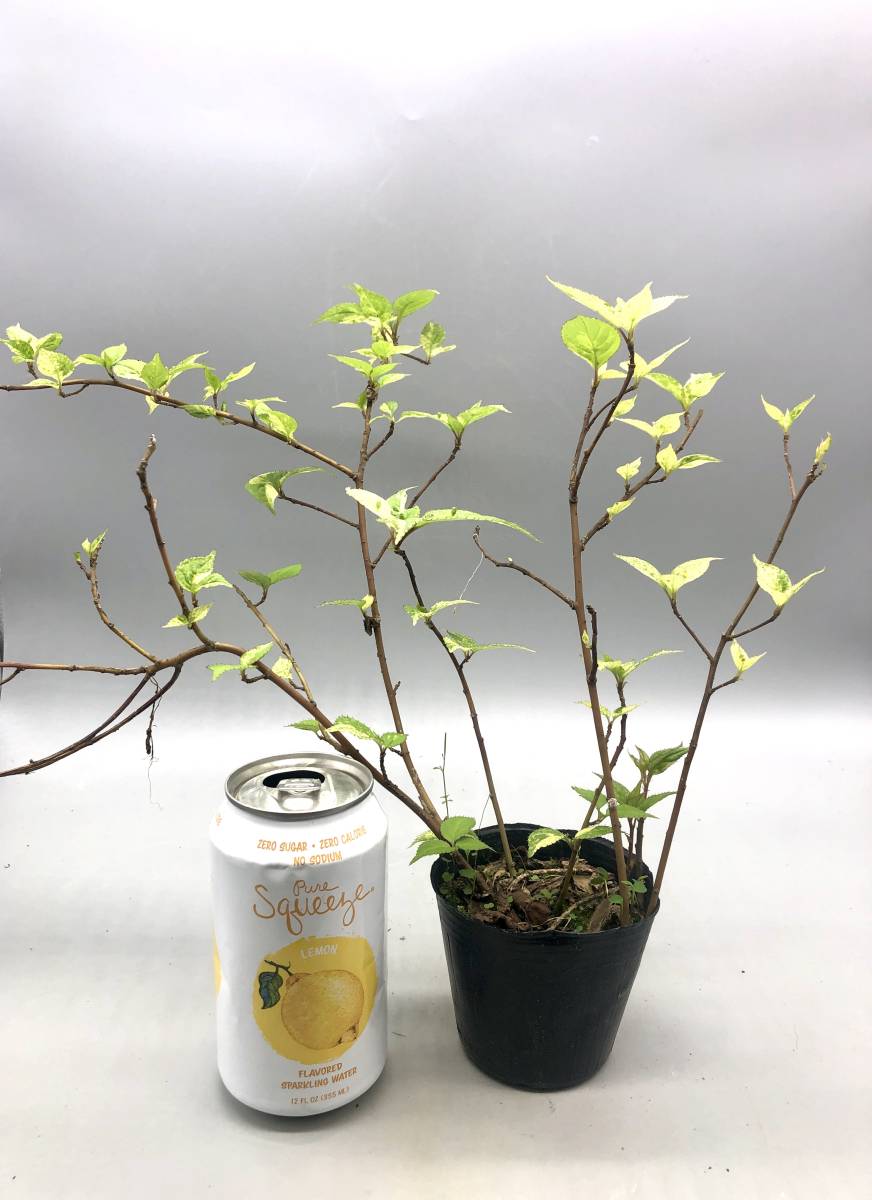 0416-38 ハナイカダ 雌木 斑入り レアプランツ/珍しい植物/山野草/古典園芸/盆栽/庭木/花樹/(花)｜売買されたオークション情報、yahooの商品情報をアーカイブ公開 ...