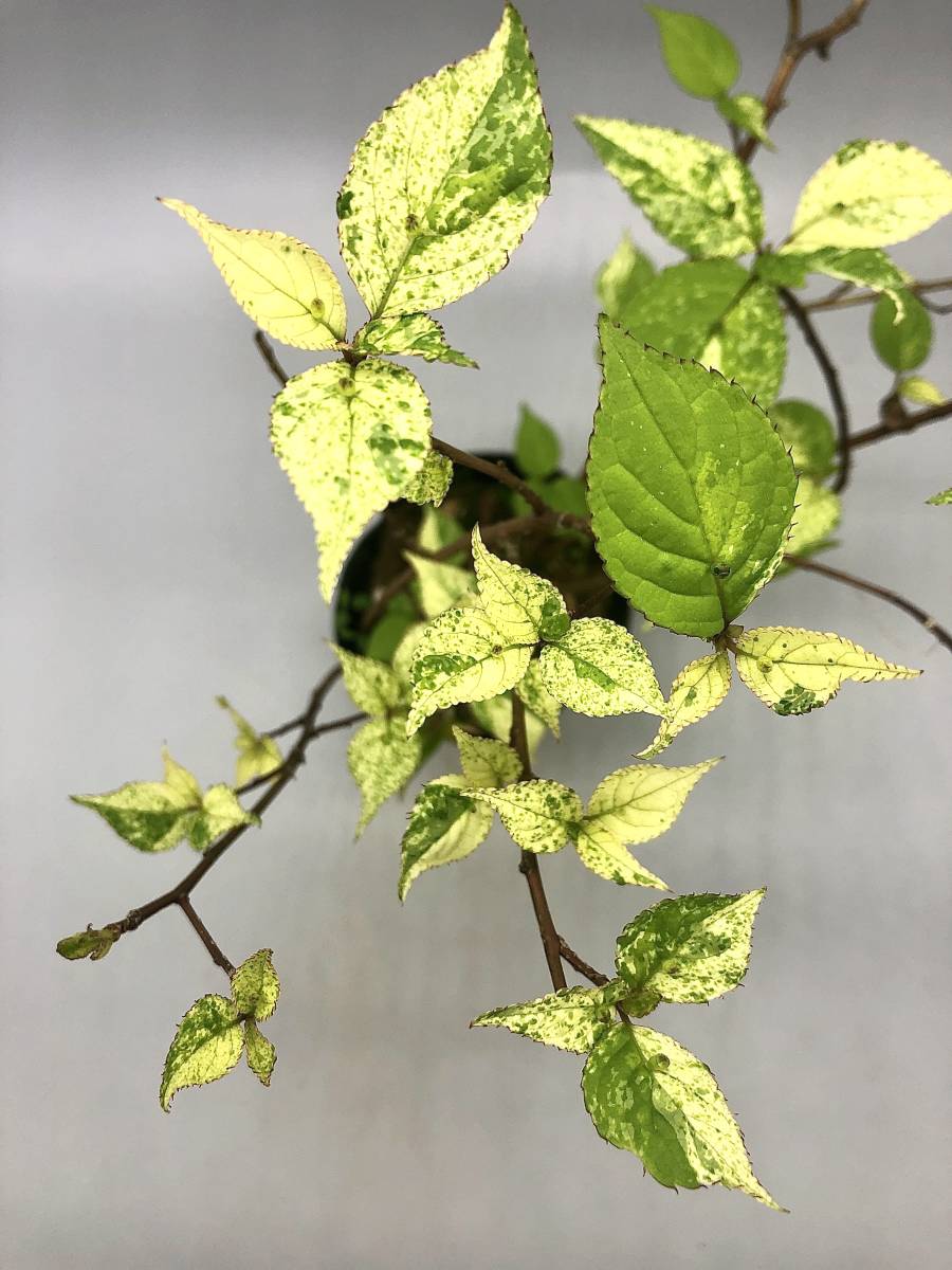 0416-38 ハナイカダ 雌木 斑入り レアプランツ/珍しい植物/山野草/古典園芸/盆栽/庭木/花樹/(花)｜売買されたオークション情報、yahooの商品情報をアーカイブ公開 ...