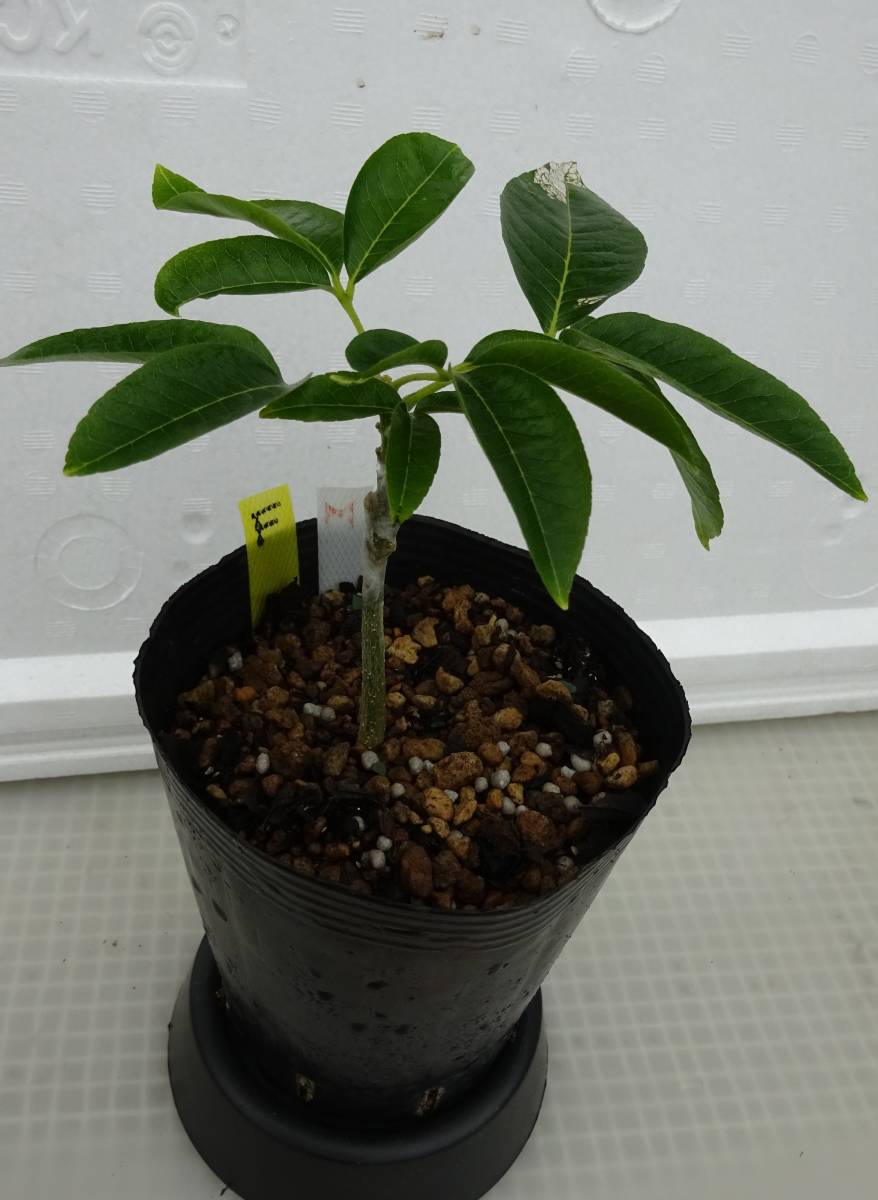 Yahoo!オークション - ホワイトサポテ フォーノイ 接ぎ木苗