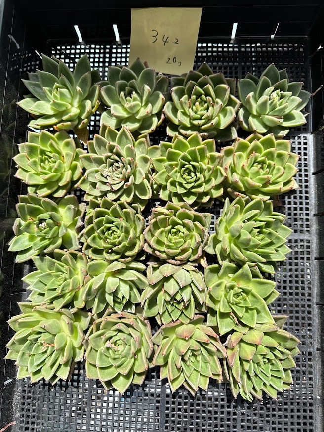 Yahoo!オークション - 0404-HT0556-342 アチョ20個 多肉植物エケベリア...