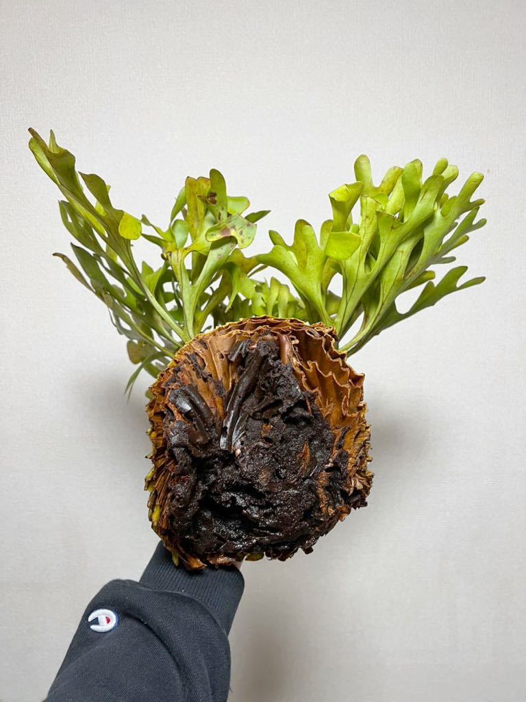 Yahoo!オークション - B64 Lサイズ P.ridleyi Wild from Banten GWワイ...