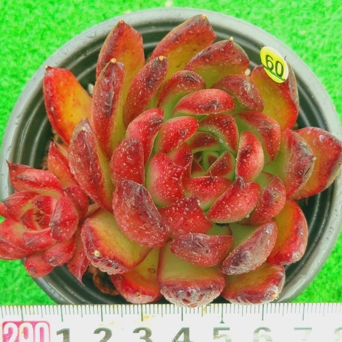 Yahoo!オークション - 0408-Y560 ファイアギルド エケベリア 多肉植物 ...