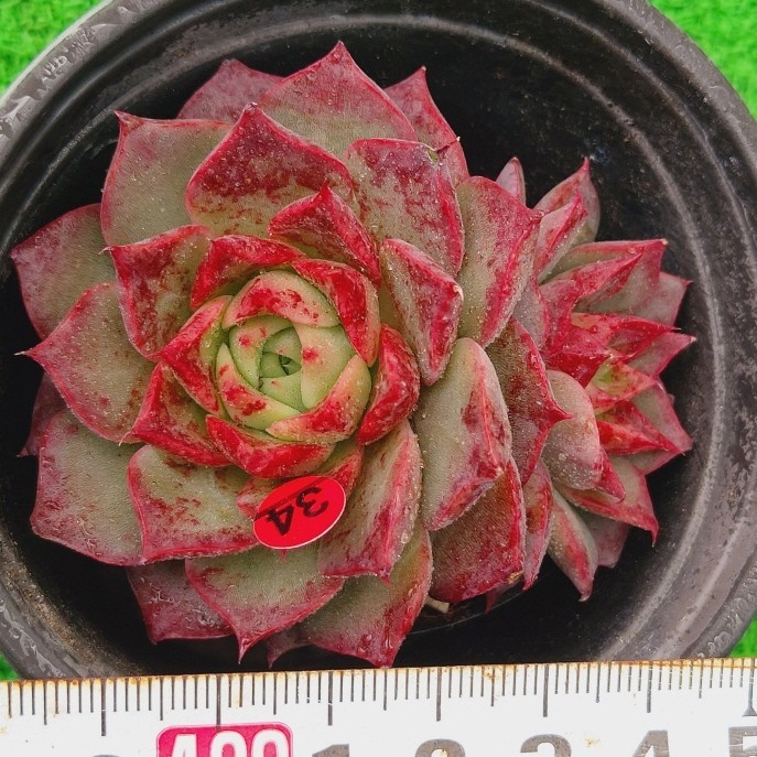 Yahoo!オークション - 0422-R334 歓喜 エケベリア 多肉植物 韓国苗