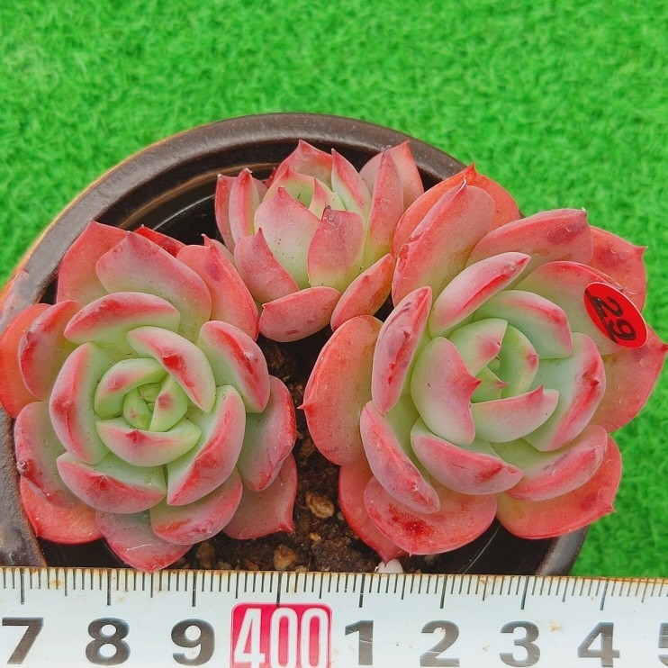 Yahoo!オークション - 0422-R329 Patricia エケベリア 多肉植物 韓国苗