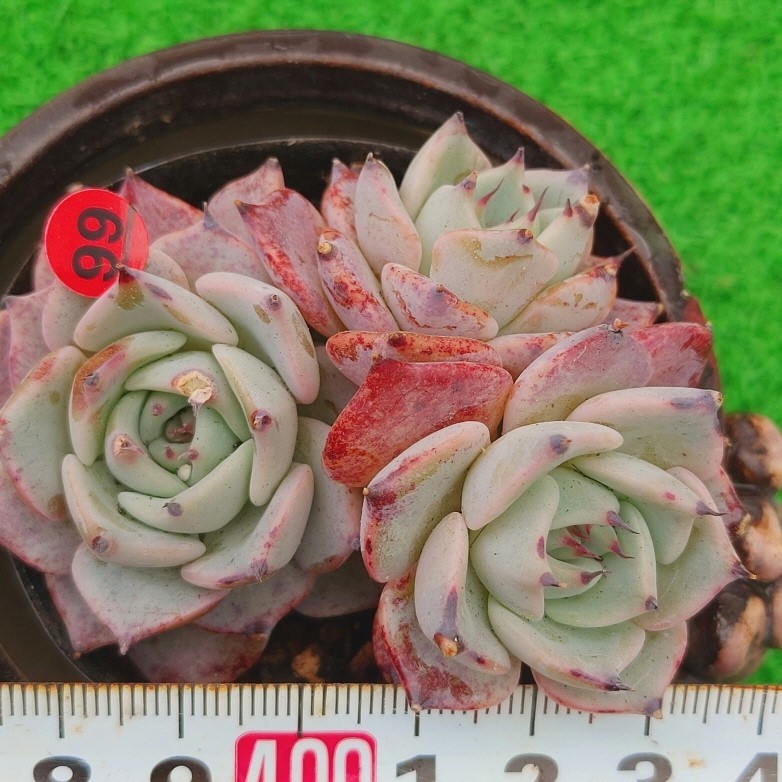 Yahoo!オークション - 0422-R399 ブラックボール エケベリア 多肉植物 ...