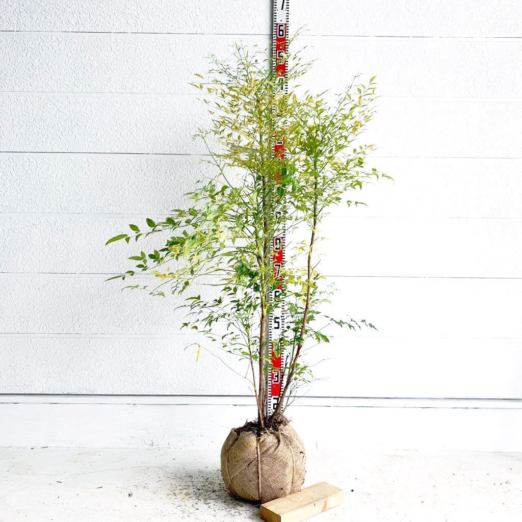 Yahoo!オークション - 新芽 白南天 シロナンテン 4本立ち 約 130cm (根...