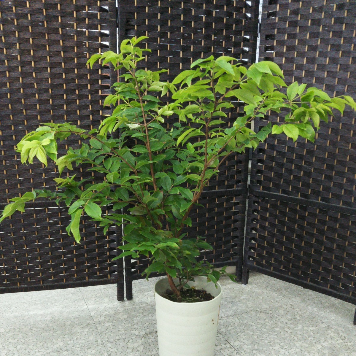 Yahoo!オークション - ジャボチカバ⑧ 鉢底から約78cm