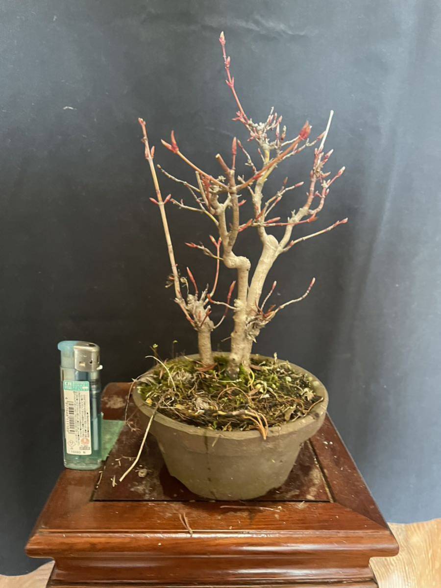 Yahoo!オークション - 山もみじ 小品盆栽 412