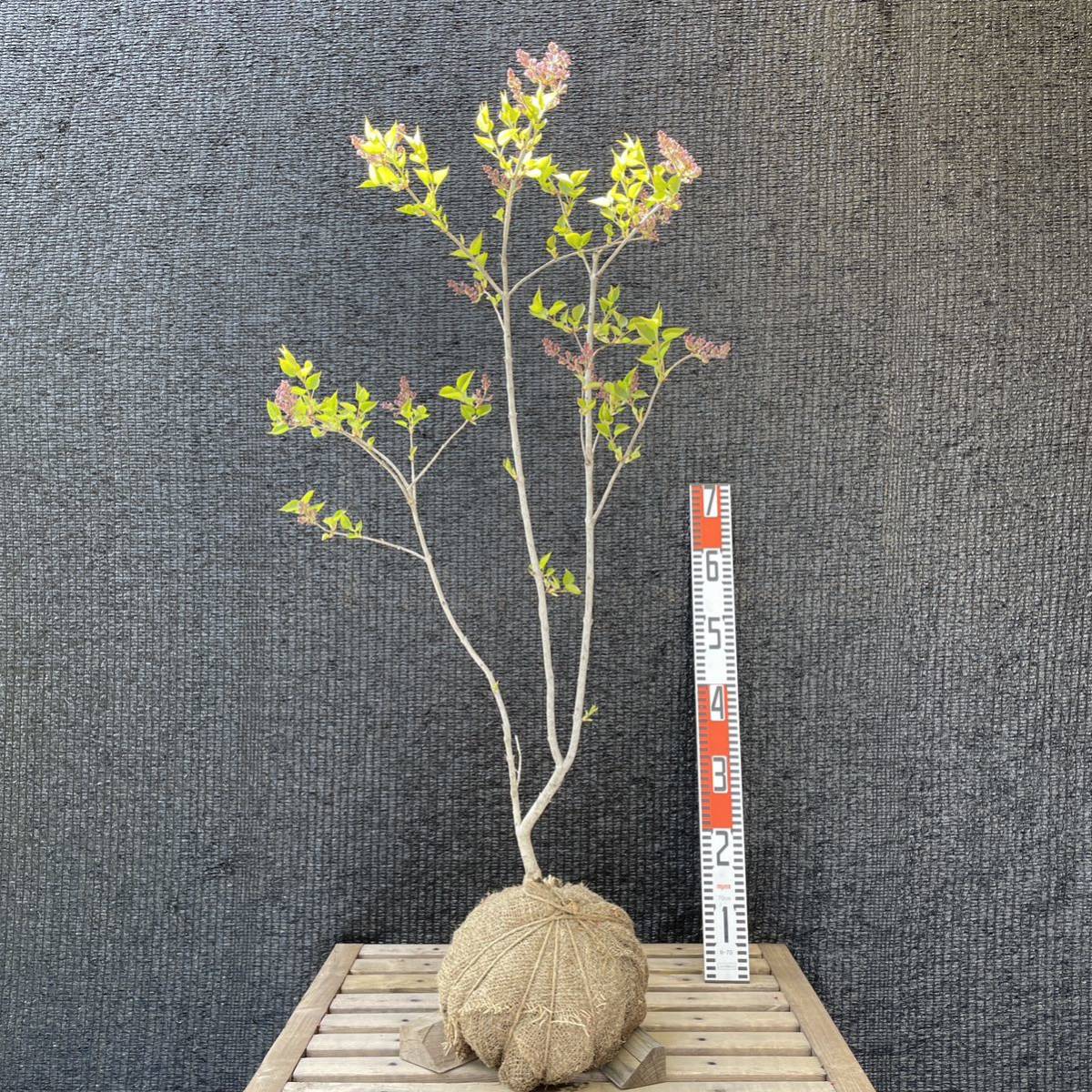 Yahoo!オークション - ライラック/ピンク【品番1611】庭木・植木・鉢植...