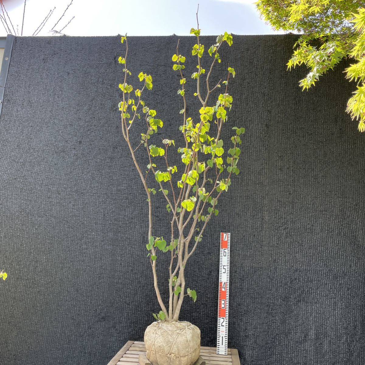 Yahoo!オークション - マルバノキ・大株【品番1332】