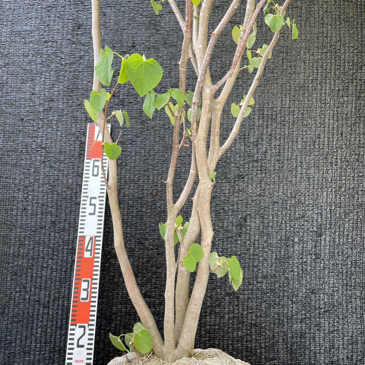 Yahoo!オークション - マルバノキ・大株【品番1332】