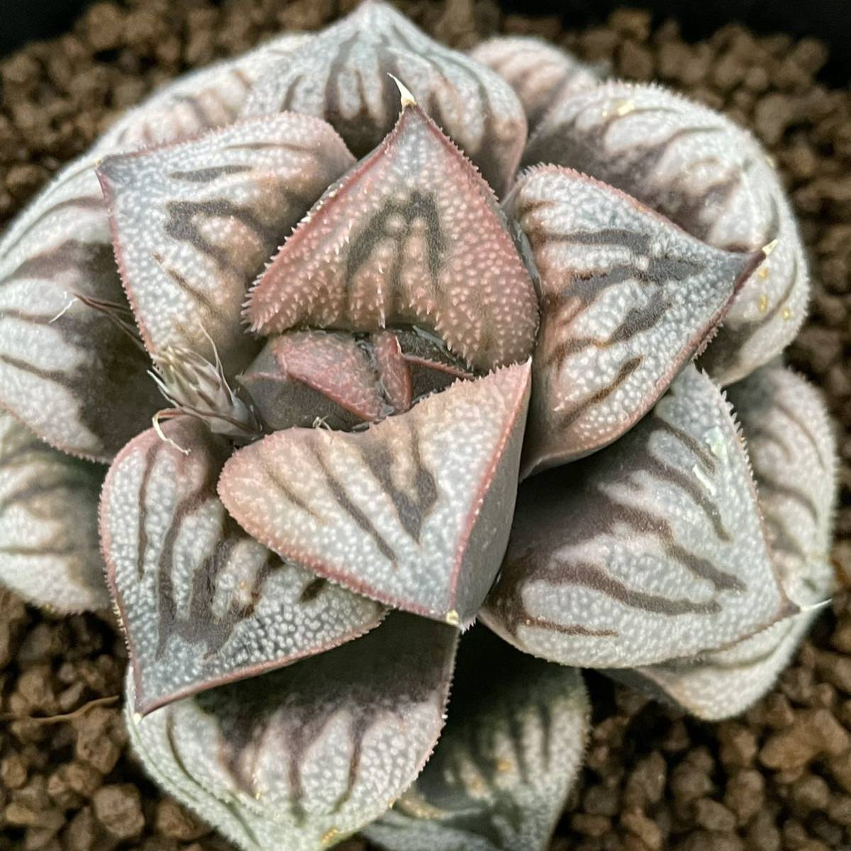 ヤフオク! - （≧∇≦）多肉植物 ハオルチア アリエス