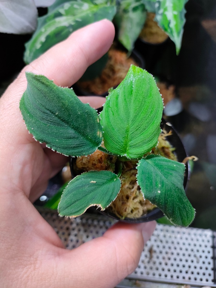 Homalomena sp 竜鱗 Riau sumatra【LA0815-01】ホマロメナ Homalomena sp 竜鱗 Riau sumatra【LA0815-01】ホマロメナ