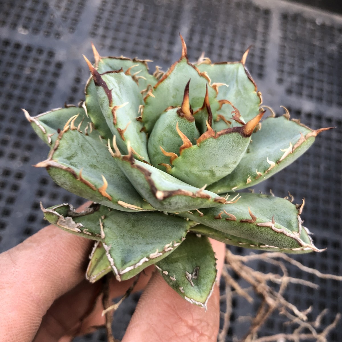 Yahoo!オークション - Z26 多肉植物 アガベ チタノタ フィリグリー 拇...