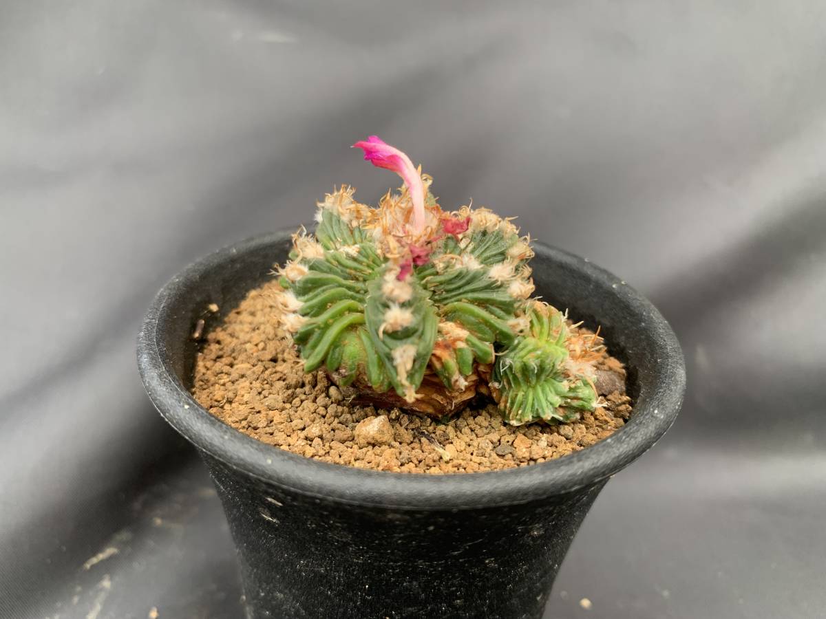 Yahoo!オークション - サボテン・多肉植物 B96 紅籠