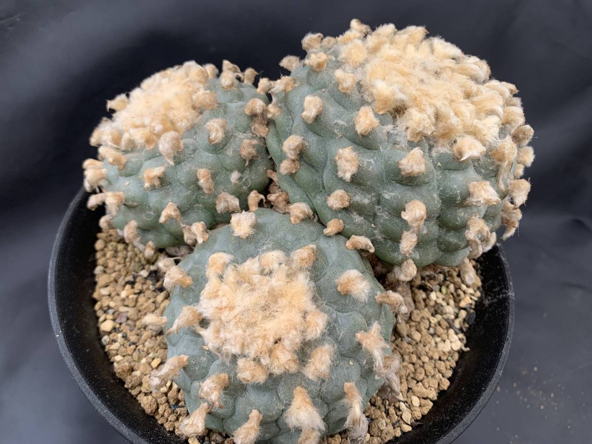 Yahoo!オークション - サボテン・多肉植物 B99 烏羽玉