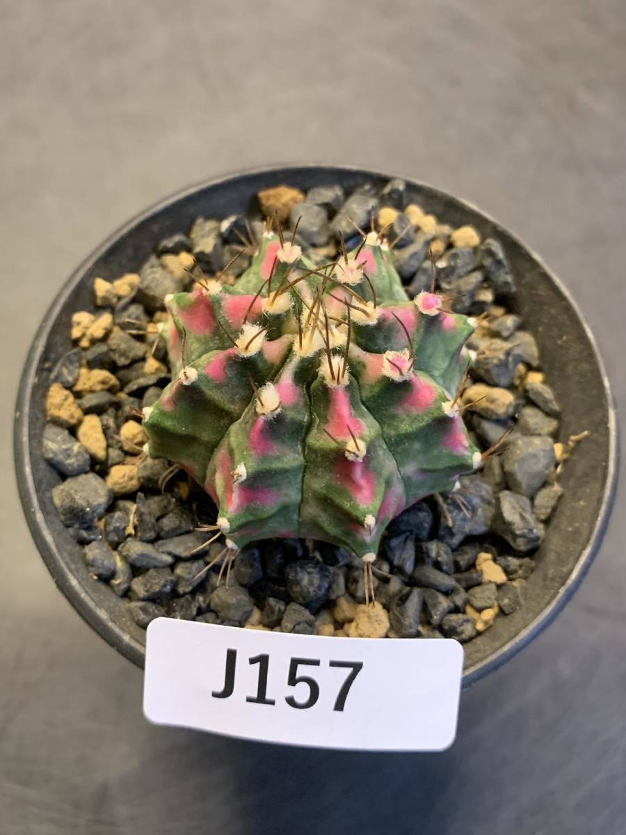 Yahoo!オークション - J157 同梱可 ギムノカリキウム Gymnocalycium pi...