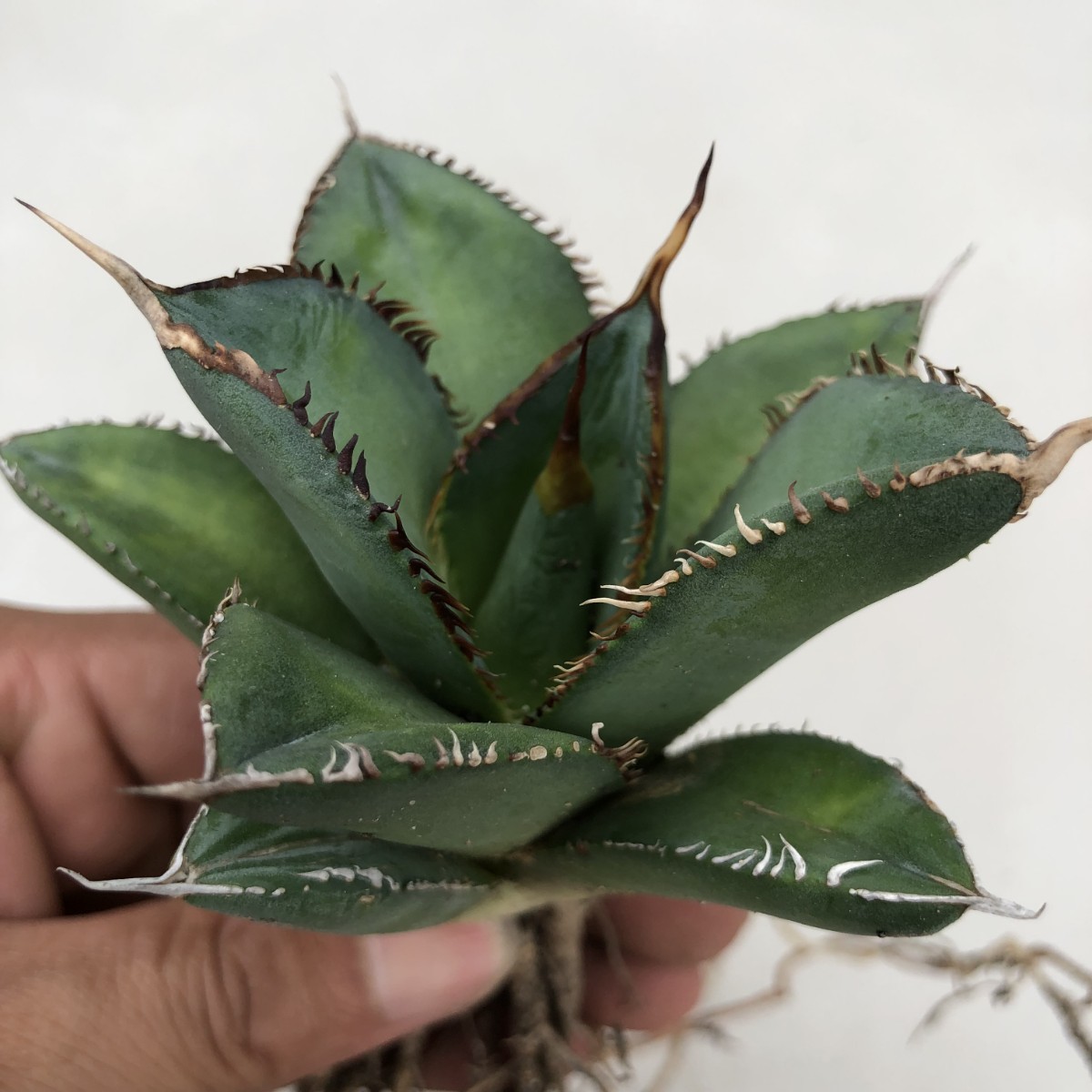 Yahoo!オークション - W28 AGAVE TITANOTA FO-076 アガベ チタノタ