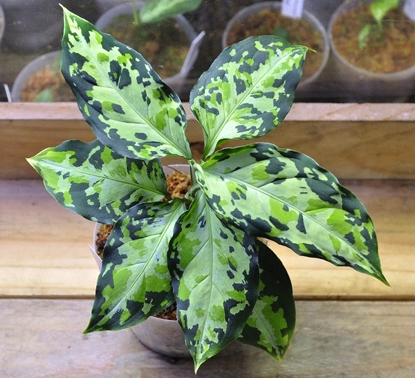 Yahoo!オークション - アグラオネマ ピクタム ”ニルバーシュ”【AZ061...