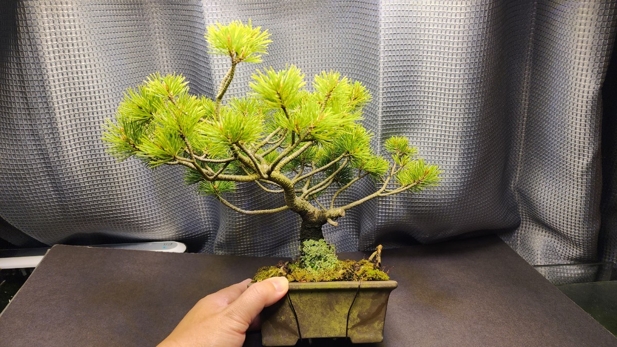 五葉松 瑞祥 樹高22cm 五葉松 瑞祥 樹高22cm
