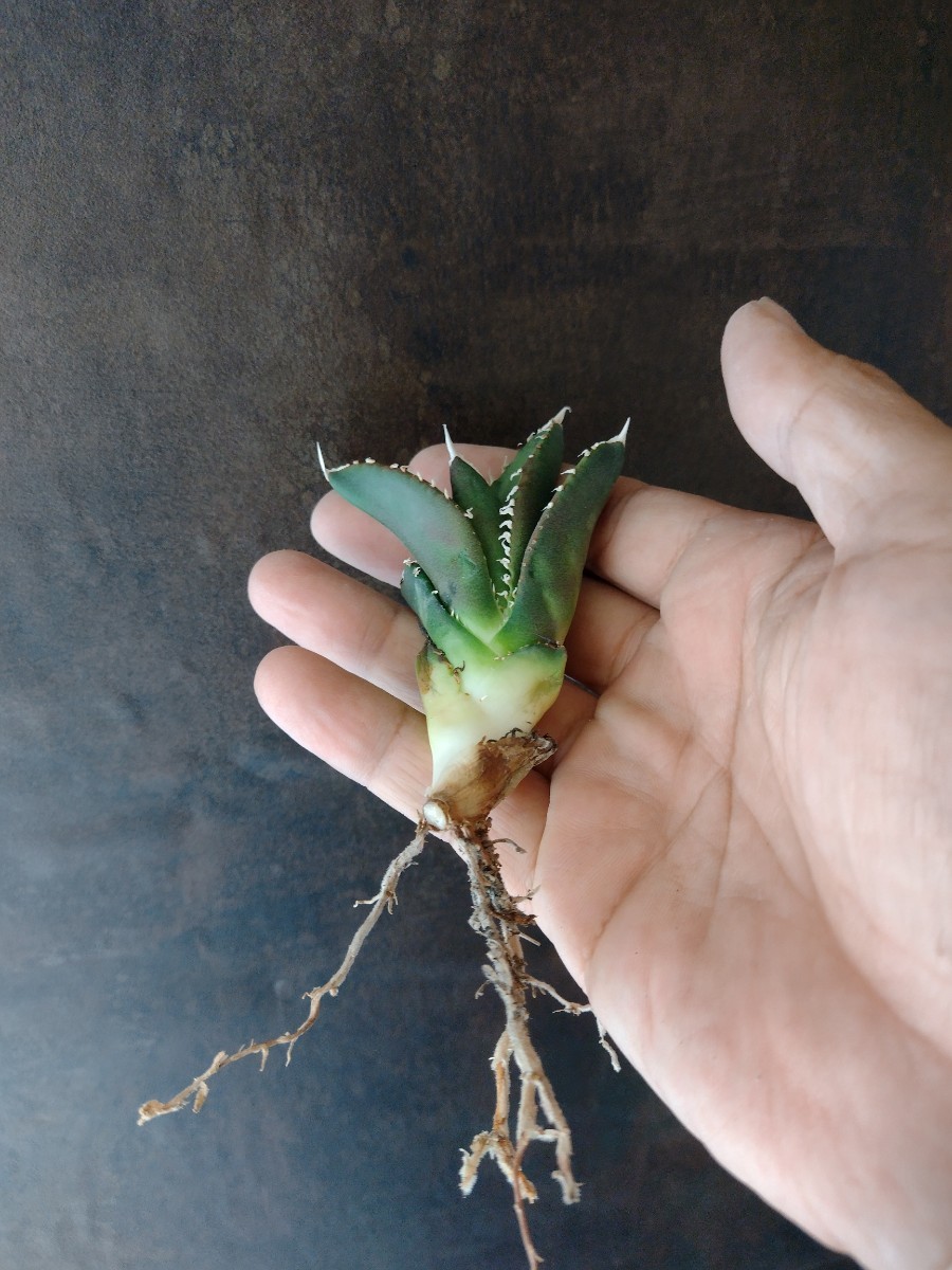 AGAVE TITANOTA 南アフリカダイヤモンド】SAD アガベ チタノタ 子株 AGAVE TITANOTA 南アフリカダイヤモンド】SAD アガベ チタノタ 子株