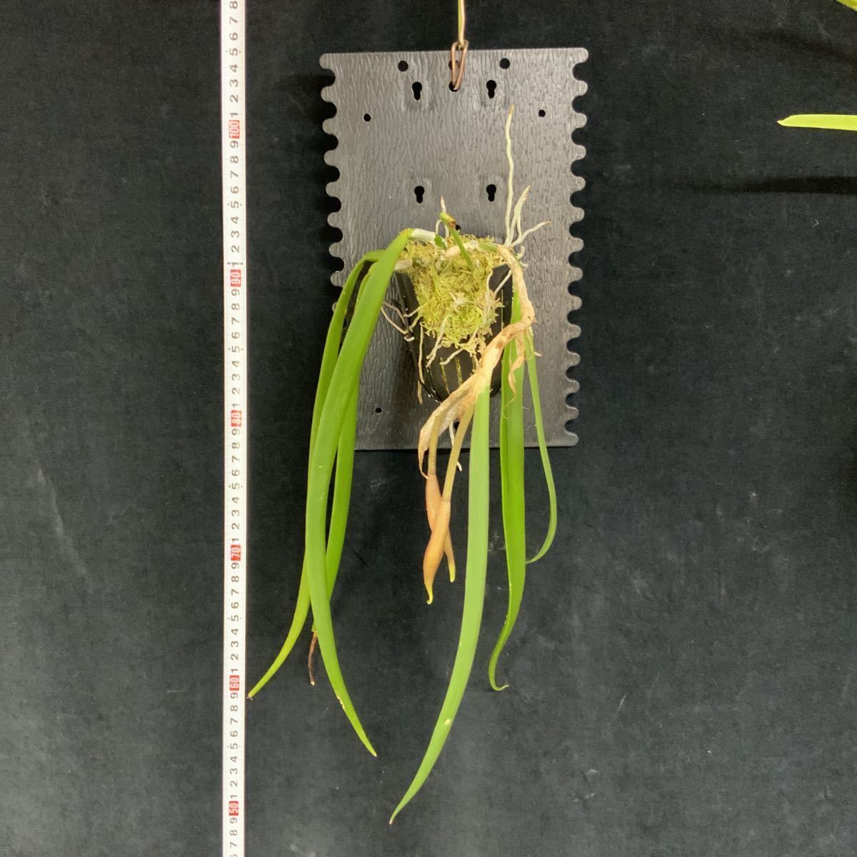 Yahoo!オークション - (^ ^)(382)洋蘭原種 Epi. parkinsonianum 'Oyama...