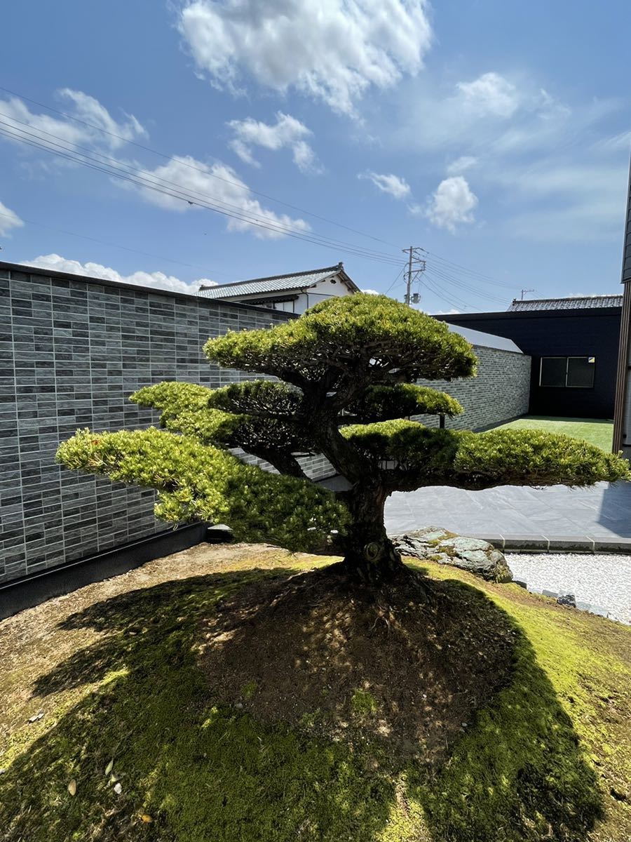 八房五葉松 八房五葉松