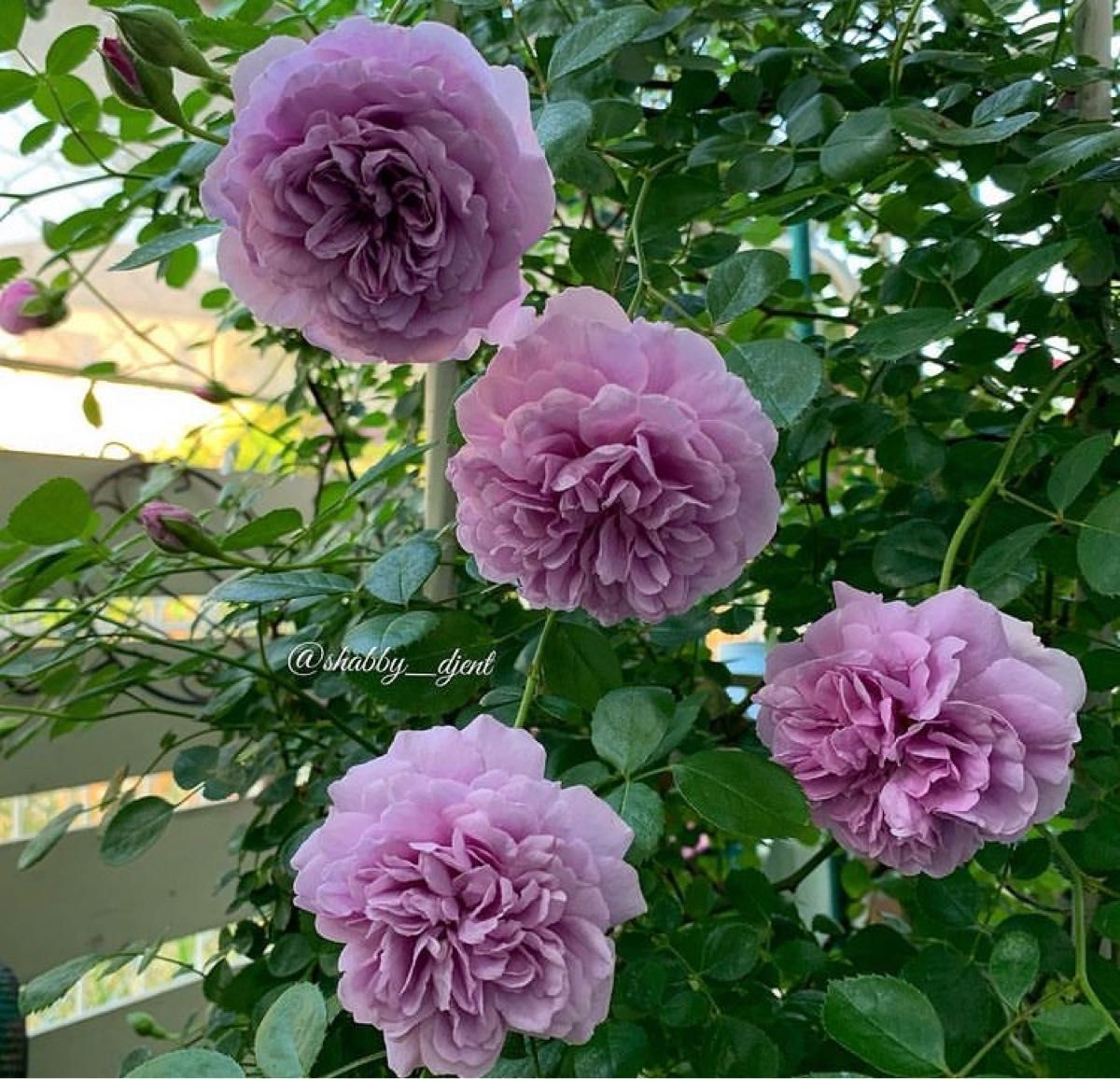 可愛いつるバラ レイニー◯◯青薔薇 挿木苗 薔薇苗 バラ 薔薇 可愛いつるバラ レイニー◯◯青薔薇 挿木苗 薔薇苗 バラ 薔薇