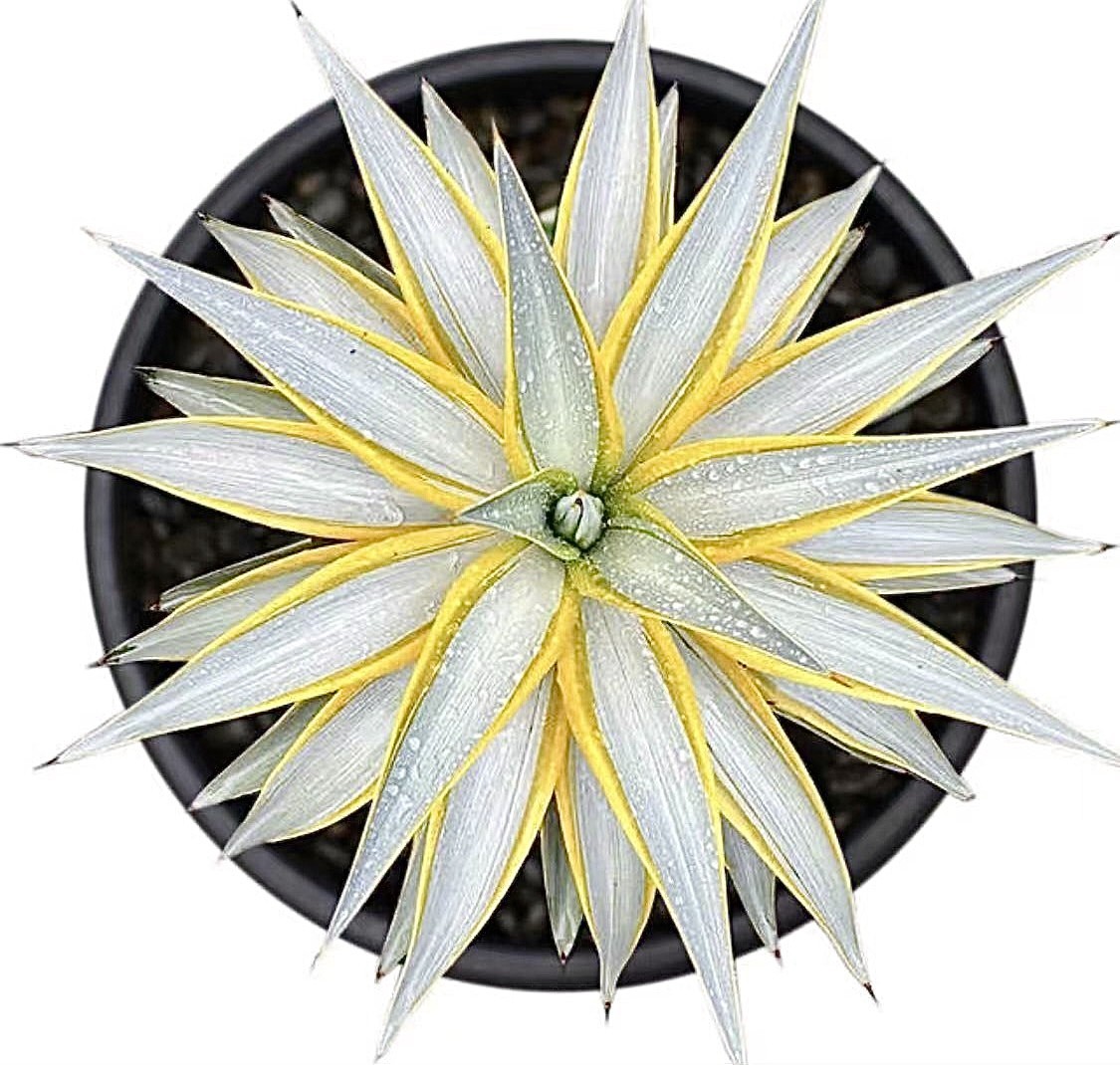 L59 な 種 多肉植物 アガベ 銀河旅人 鮮明錦 極上錦 覆輪錦 Sクラスは 株 極美極上子株(アガベ)｜売買されたオークション情報、yahooの商品情報をアーカイブ公開 - オークファン ...