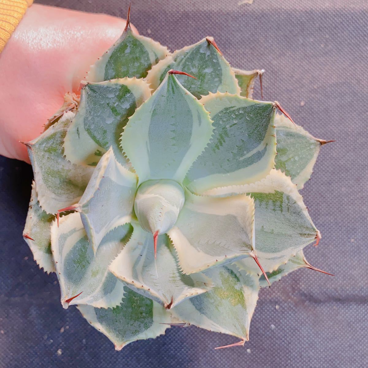 Yahoo!オークション - 0416-A30 アガベ トレードウィンズ agave