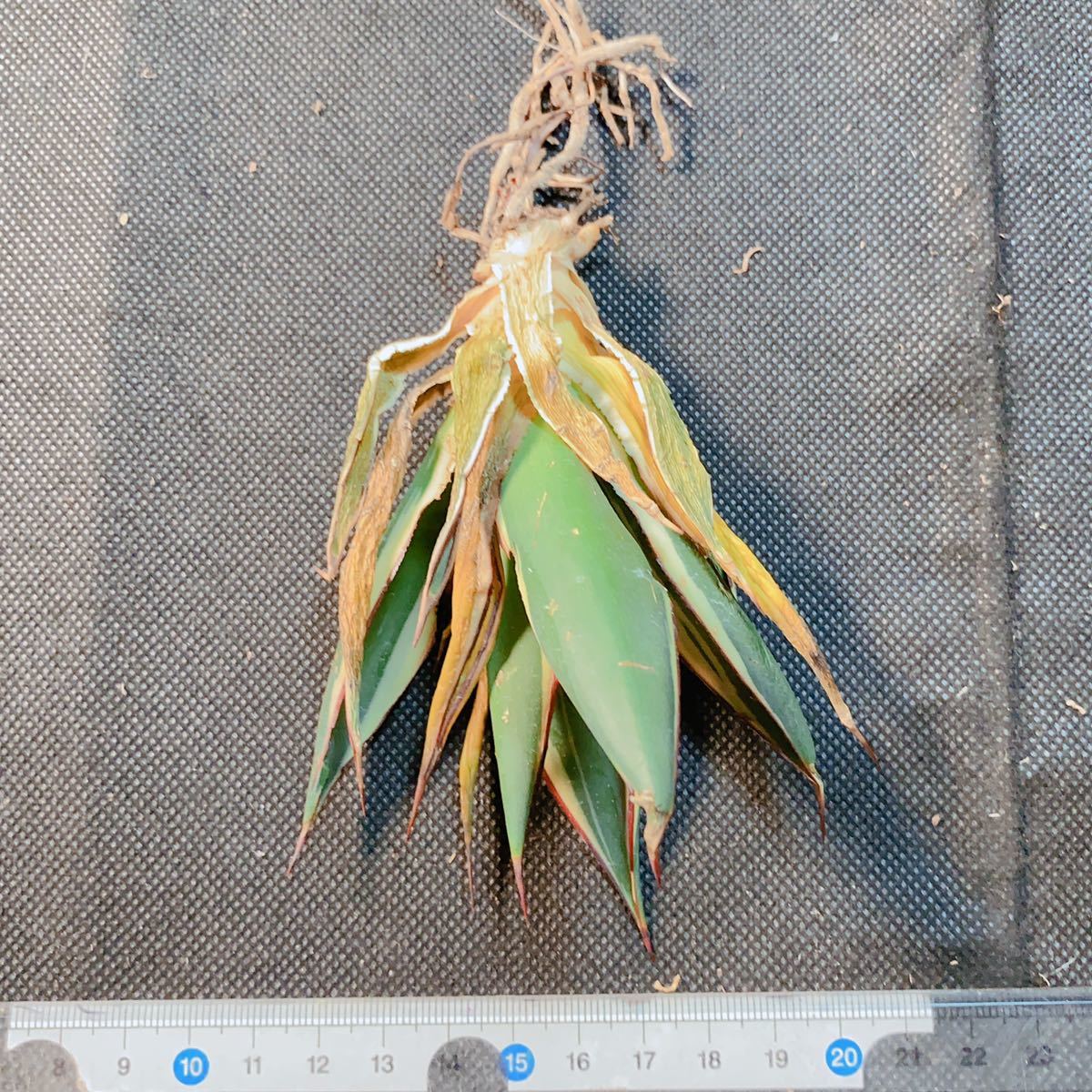 Yahoo!オークション - 0416-A46アガベ スノーグロー agave