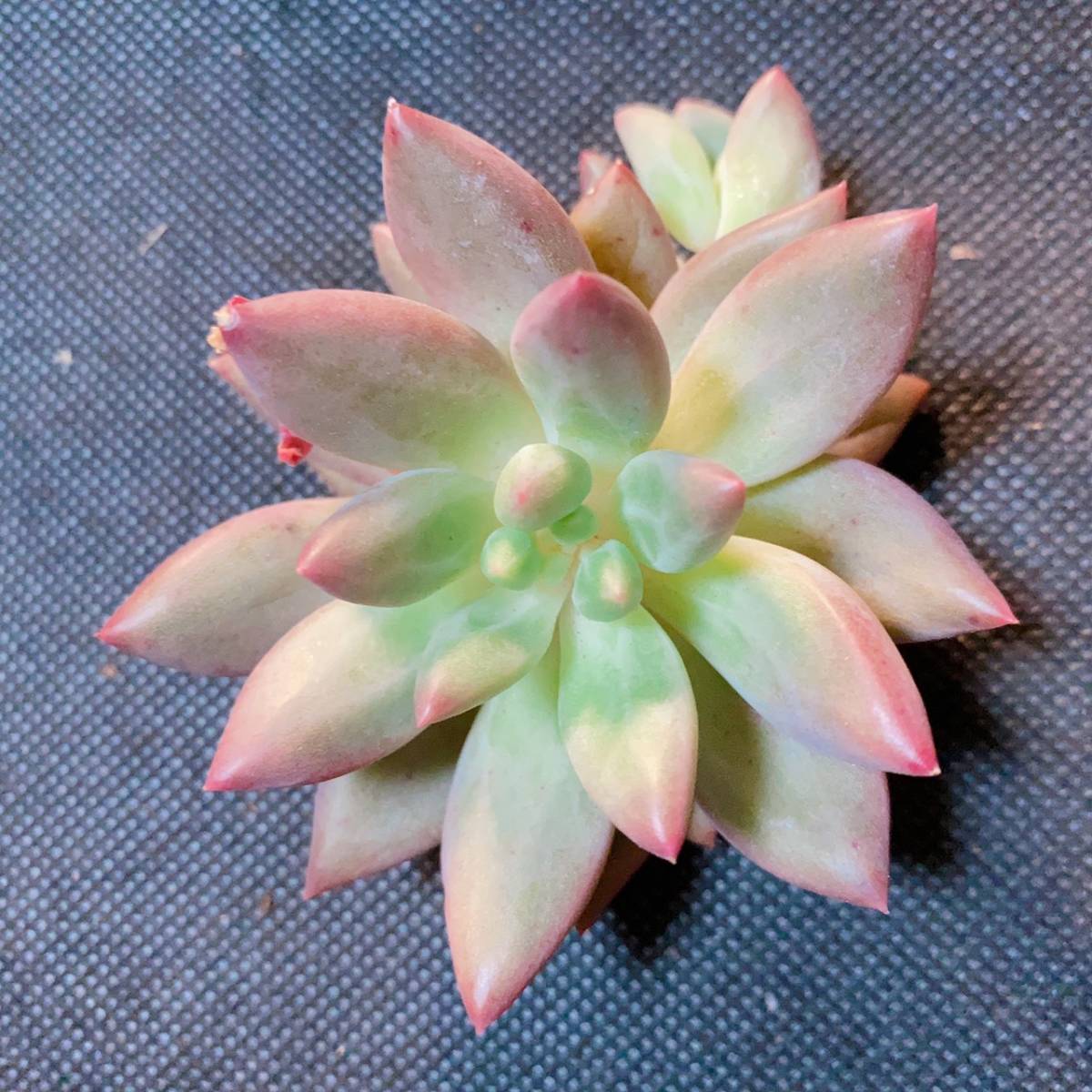 Yahoo!オークション - KY-21. エンジェルズフィンガー 1株 エケベリア ...