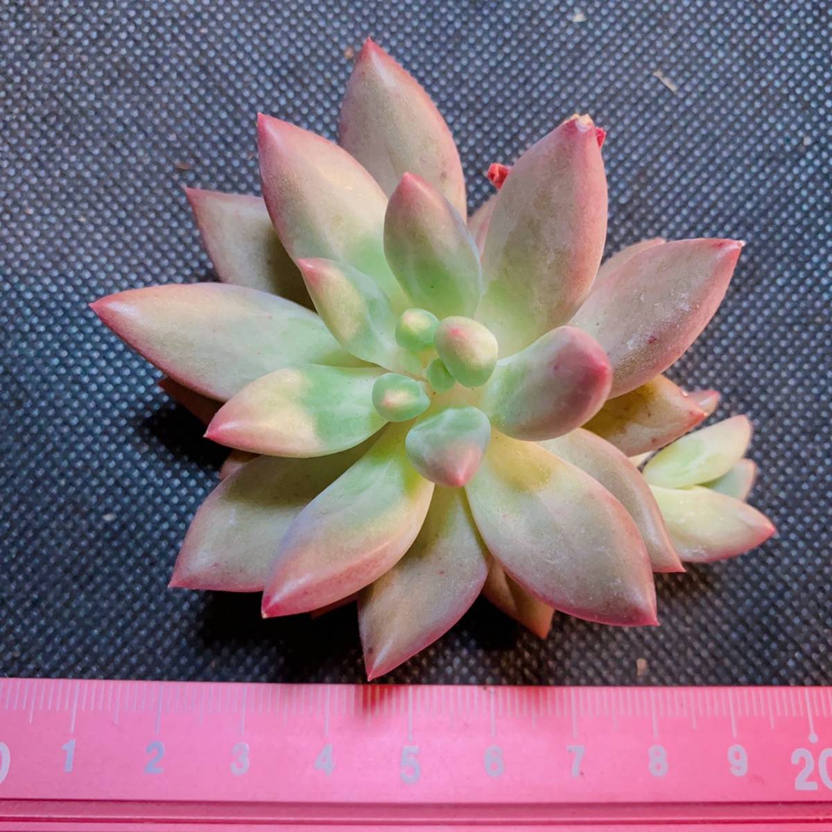 Yahoo!オークション - KY-21. エンジェルズフィンガー 1株 エケベリア ...