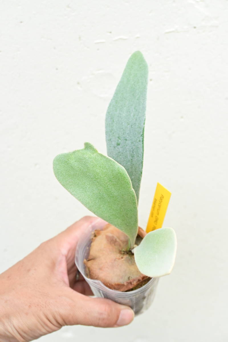 Yahoo!オークション - P.OMO 'Polar Bear'④ @bikamori.com オモ ポー...