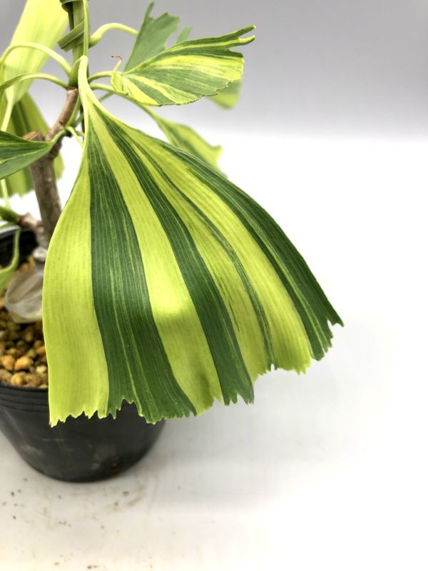 Yahoo!オークション - 0521-14 イチョウ‘カリフォルニア サンセット‘...