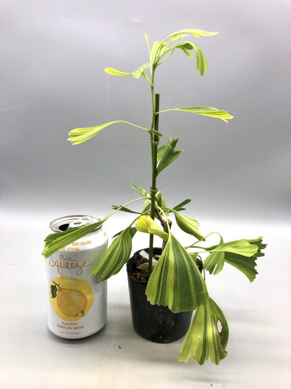 Yahoo!オークション - 0521-14 イチョウ‘カリフォルニア サンセット‘...