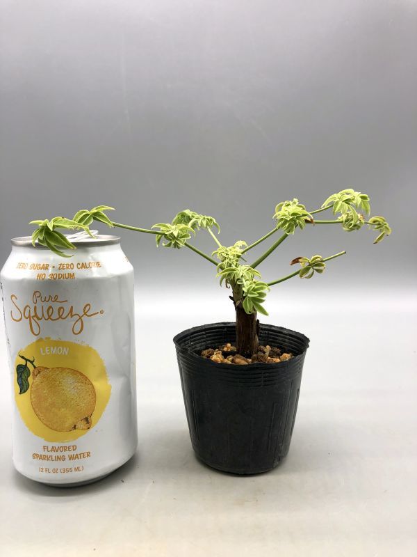 Yahoo!オークション - 0521-20 ササバオリヅルナンテン ‘細雪‘【白実...