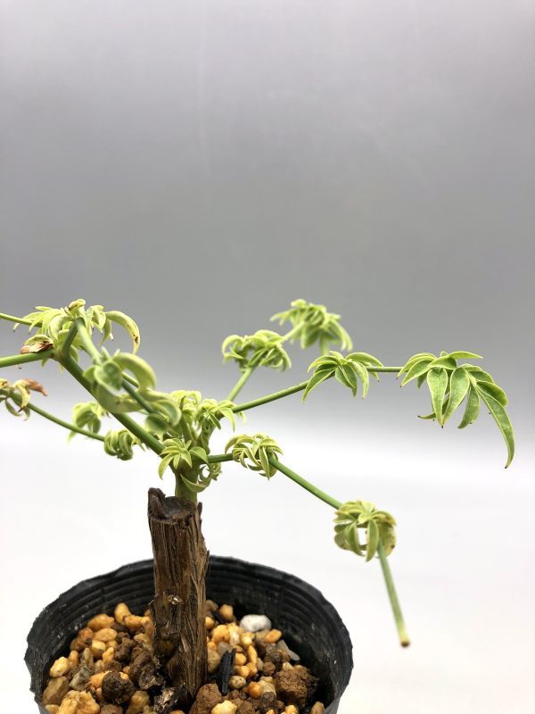 ヤフオク! - 0521-20 ササバオリヅルナンテン ‘細雪‘【白実】...