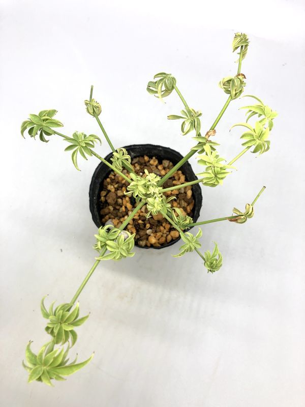 ヤフオク! - 0521-20 ササバオリヅルナンテン ‘細雪‘【白実】...