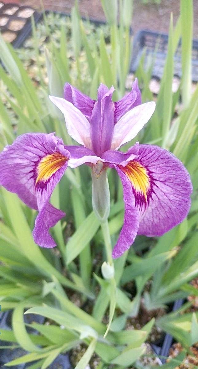 Yahoo!オークション - 0514-15 アイシャドウアイリス‘白鉾‘ レアプラ...