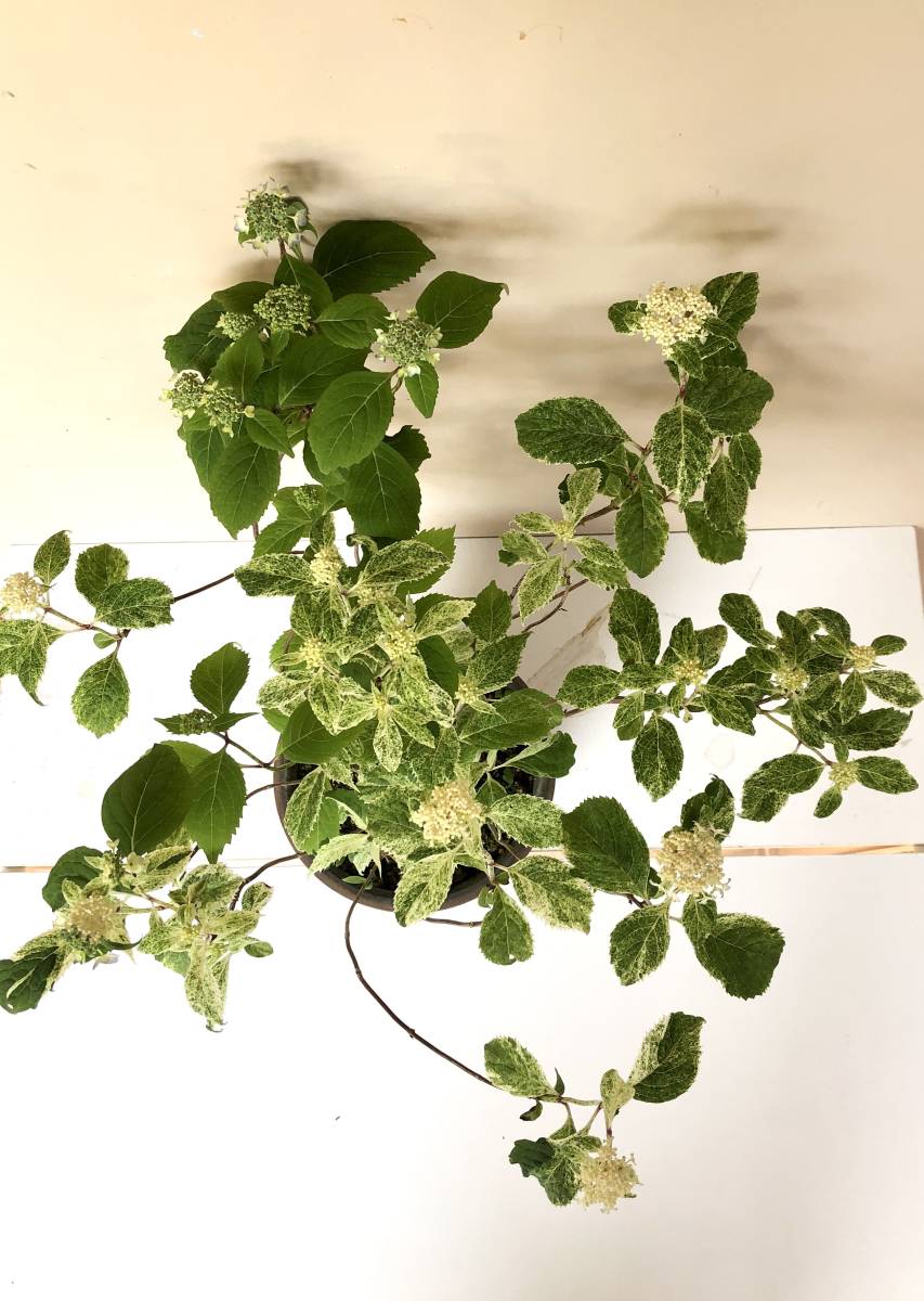 Yahoo!オークション - 0521-42 ヤマアジサイ ‘敬‘ 【大鉢】 レアプラ...