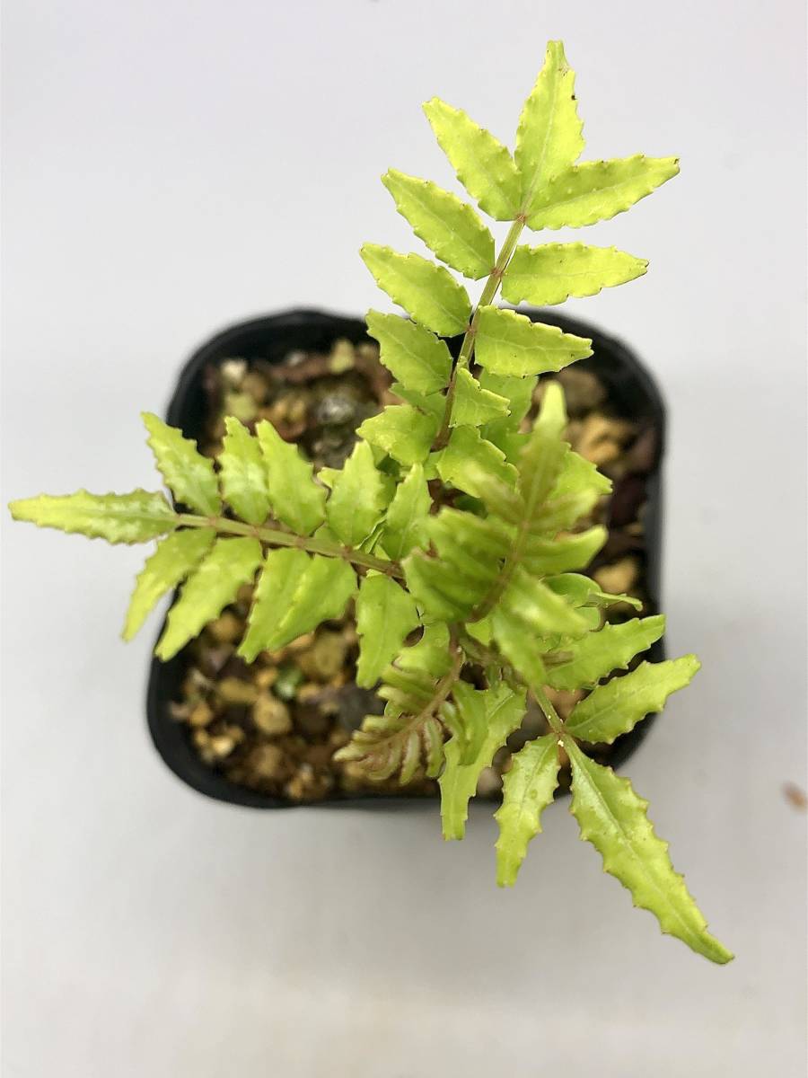 0507-26 サンショウ ‘船坂1号‘ 棘無し 大実 多果 /レアプランツ/珍しい植物/山野草/古典園芸/盆栽/庭木(その他)｜売買されたオークション情報、yahooの商品情報をアーカイブ ...