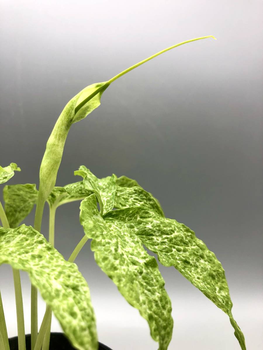 Yahoo!オークション - 0514-01 オオハンゲ【白散斑・羅紗】 レアプラン...