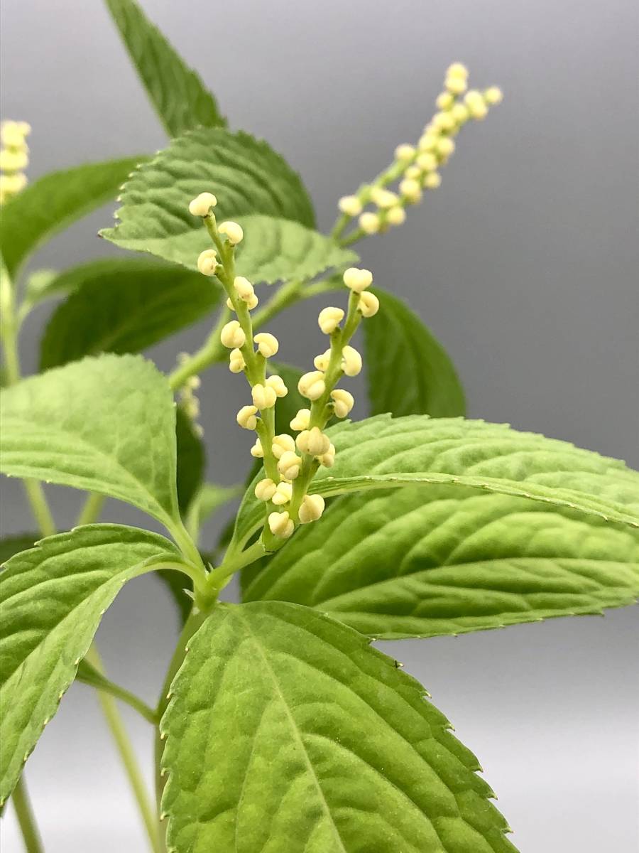 Yahoo!オークション - 0514-07 フタリシズカ【青軸・黄花】 レアプラン...