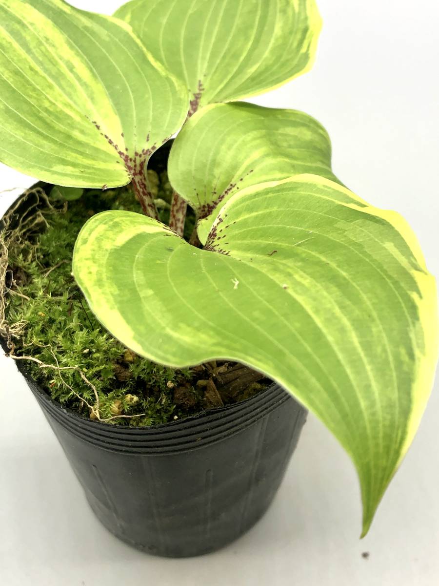 Yahoo!オークション - 0514-18 イワギボウシ レアプランツ/珍しい植物/...