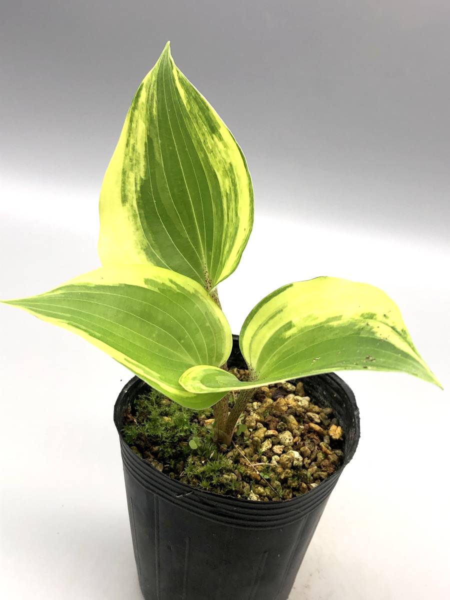 Yahoo!オークション - 0514-19 イワギボウシ レアプランツ/珍しい植物/...