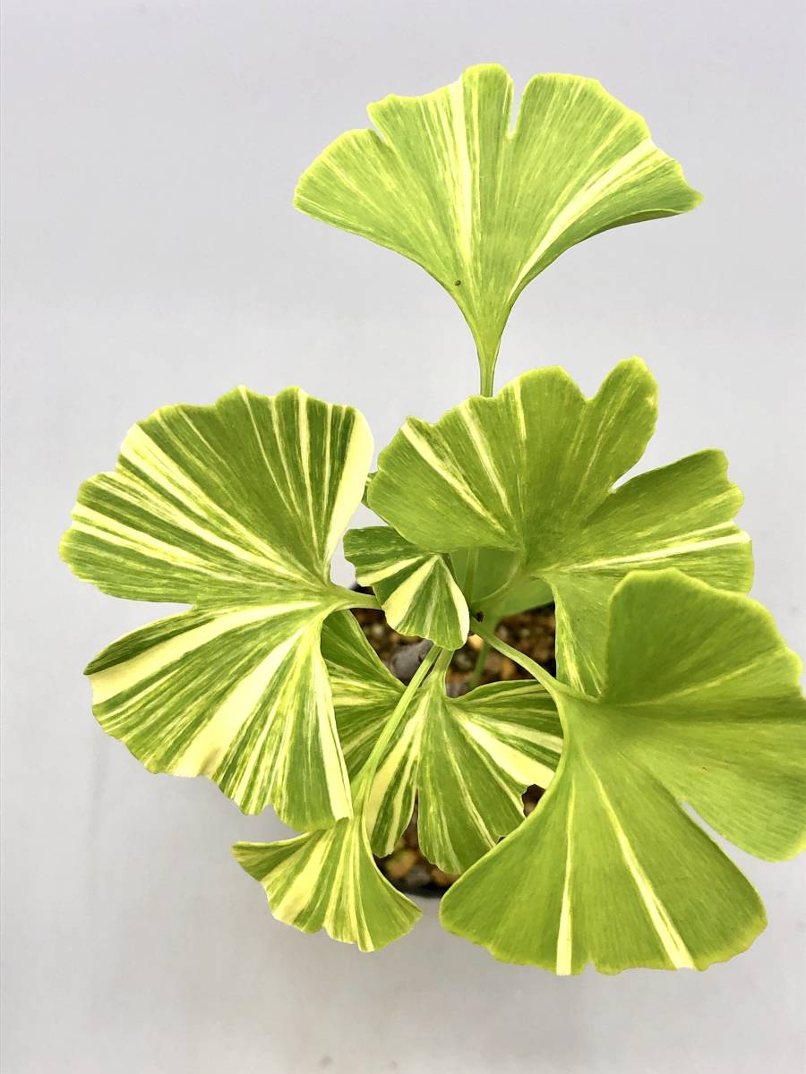 Yahoo!オークション - 0514-44 イチョウ‘舞扇1号‘【斑入り・挿木】