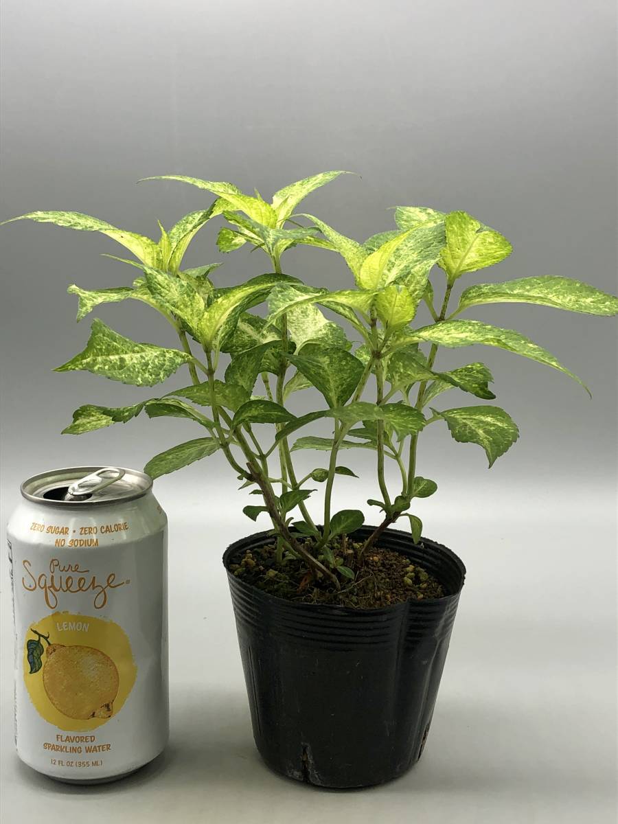 Yahoo!オークション - 0514-31 ヤマアジサイ‘湯布残雪‘ レアプランツ/...