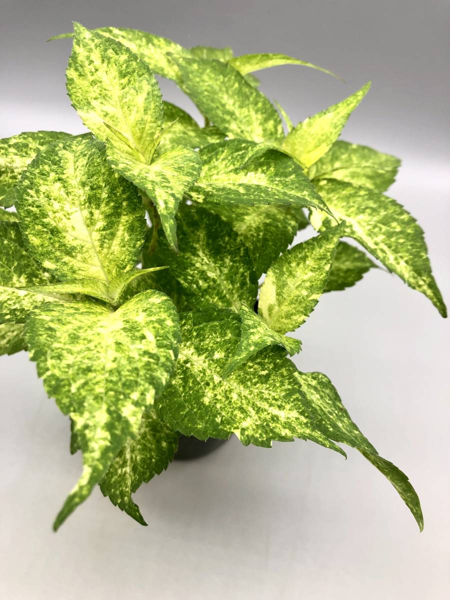 Yahoo!オークション - 0514-31 ヤマアジサイ‘湯布残雪‘ レアプランツ/...