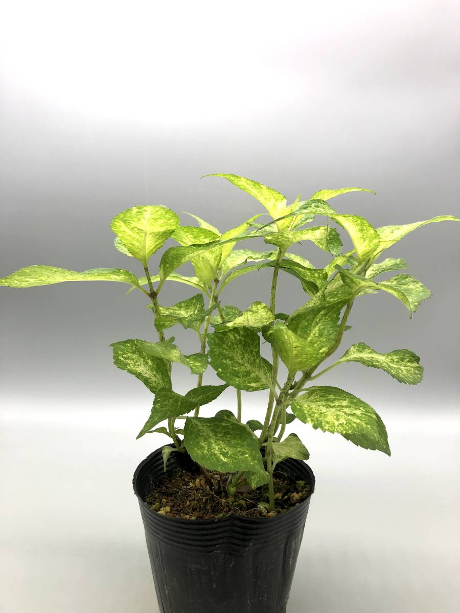 ヤフオク! - 0514-31 ヤマアジサイ‘湯布残雪‘ レアプランツ/...